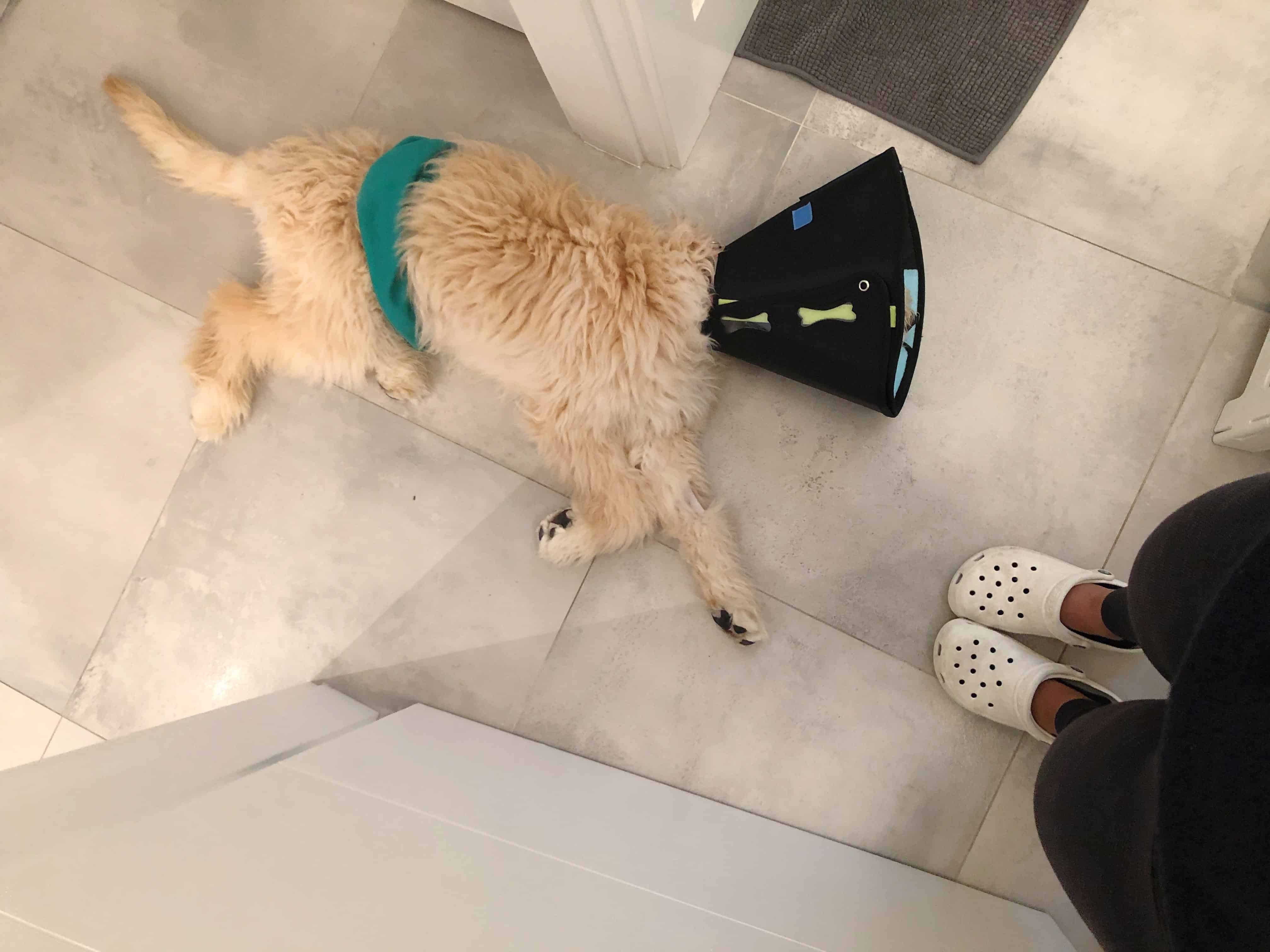 How Long To Keep E Collar On After Neutering Dog