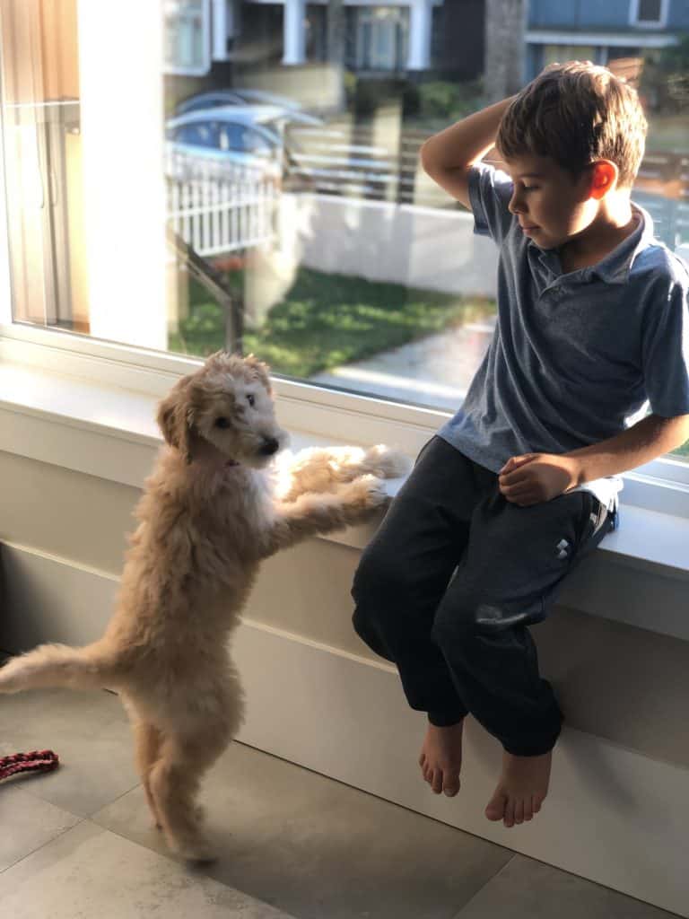 What You Need to Know Before Getting a Puppy - OneSmileyMonkey.com