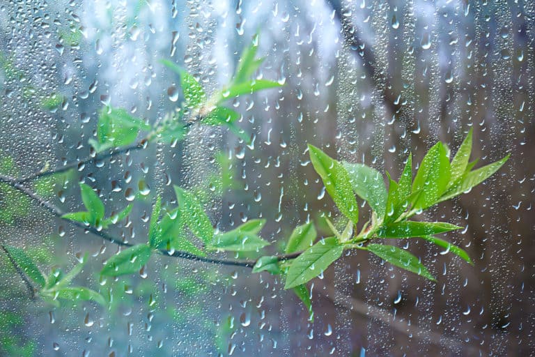 What is the earthy smell after rain called? - OneSmileyMonkey.com