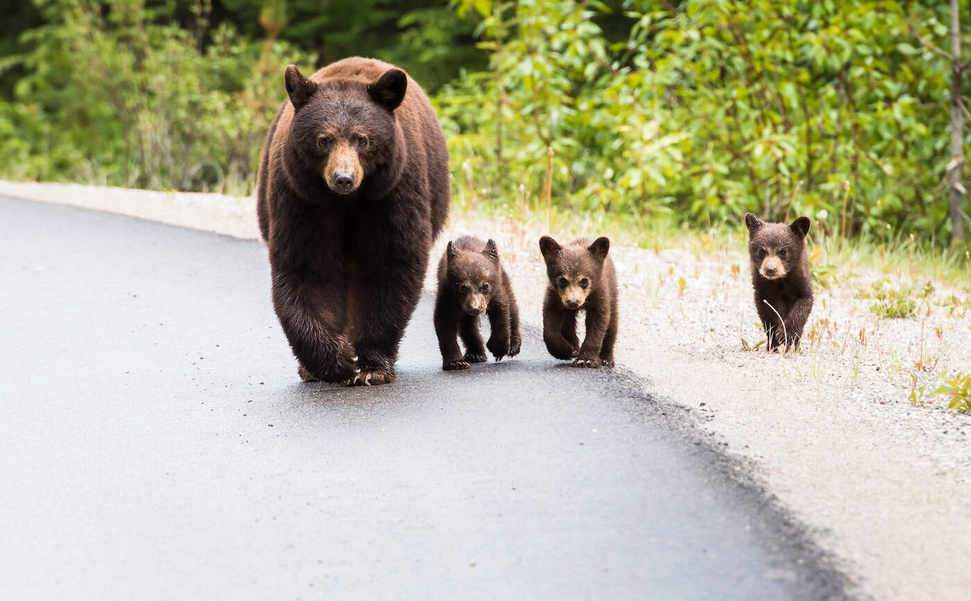 Embracing Coexistence: A Guide to Living Peacefully with Bears in North ...